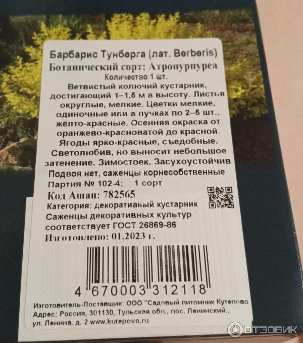 Отзыв о Саженцы Садовый питомник Кутепово "Барбарис Тунберга ...