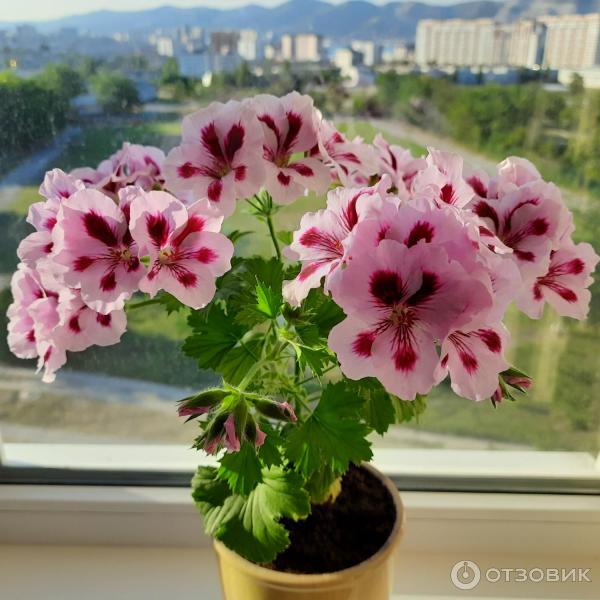 Отзыв о Комнатный цветок Герань | Подставив солнцу листики-ладошки ...