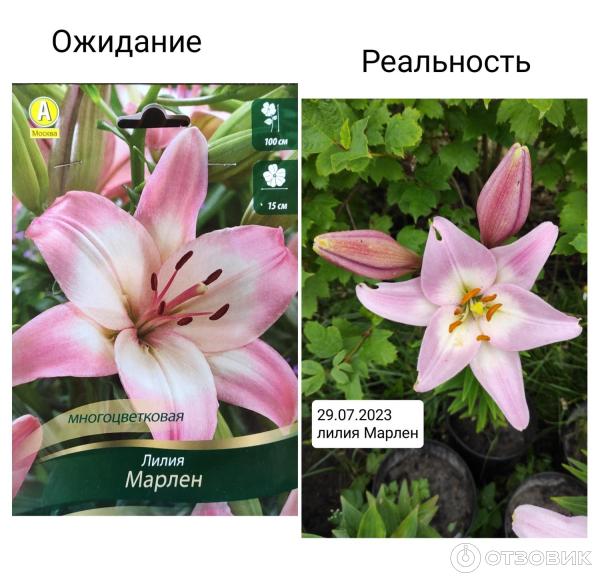 Отзыв о Луковицы лилии Аэлита "Азиатский гибрид Марлен" | Цветок ...