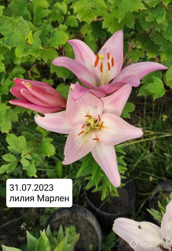 Отзыв о Луковицы лилии Аэлита "Азиатский гибрид Марлен" | Цветок ...