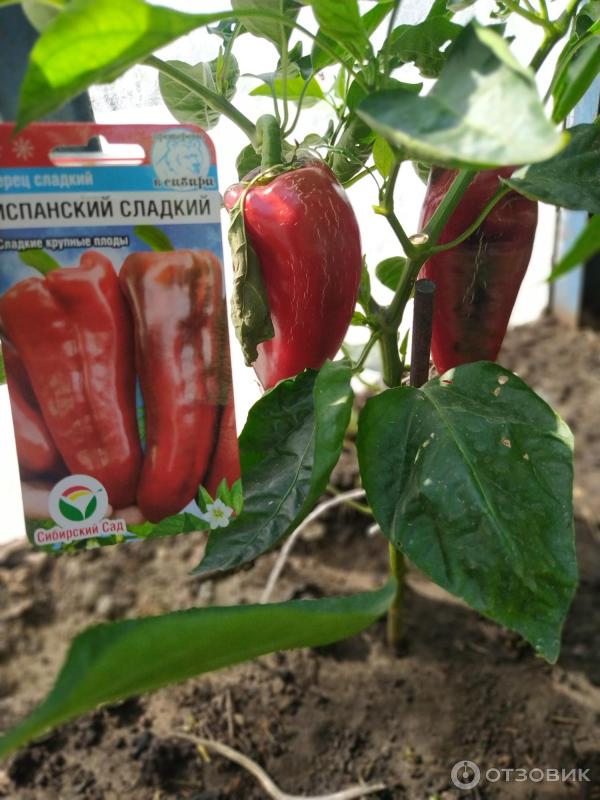 Отзыв о Семена сладкого перца Сибирский сад Испанский Сладкий Перец