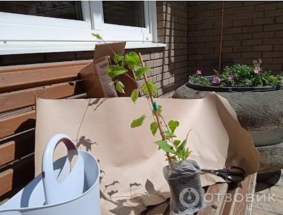 Отзыв о DolinaRoz.ru - интернет-магазин саженцев и семян | Просто ...