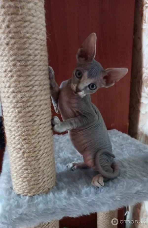 Отзыв о Порода кошек Канадский сфинкс | Игривая обезьянка