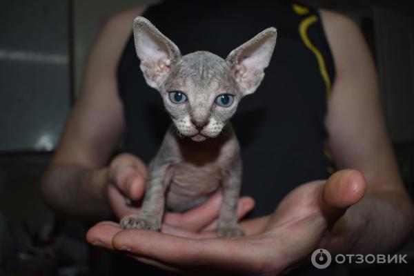 Отзыв о Порода кошек Канадский сфинкс | Игривая обезьянка